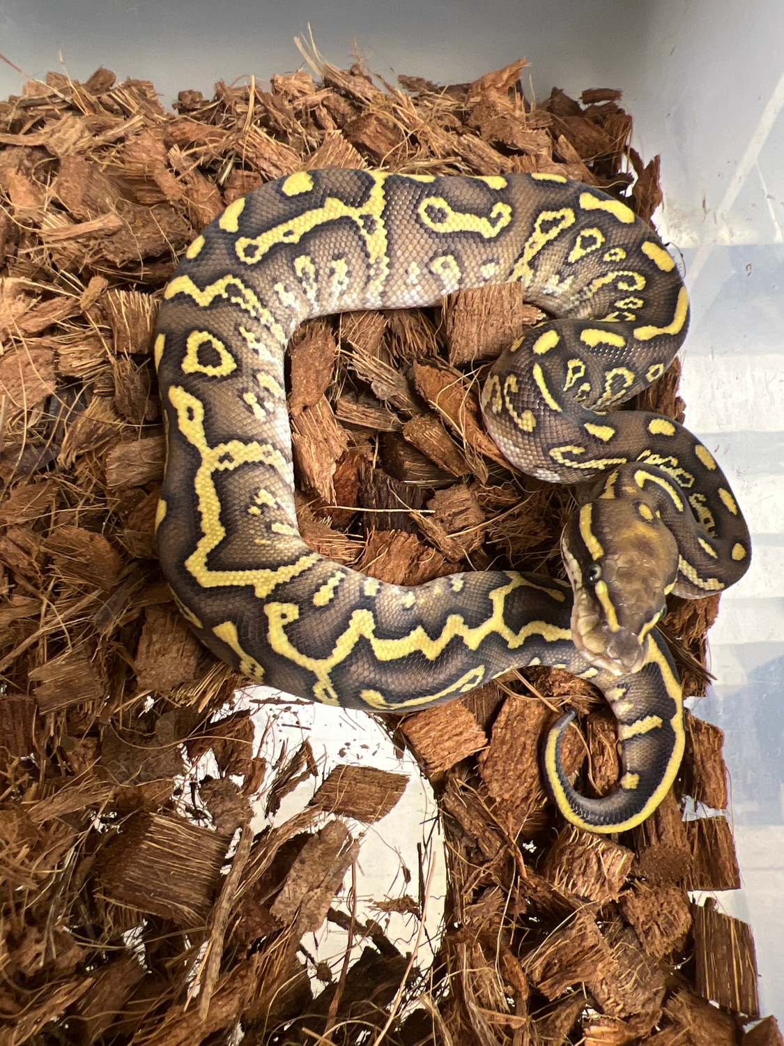 Butter Hurricane Leopard Poss Yellow Belly 100% Het Clown Ball Python ...