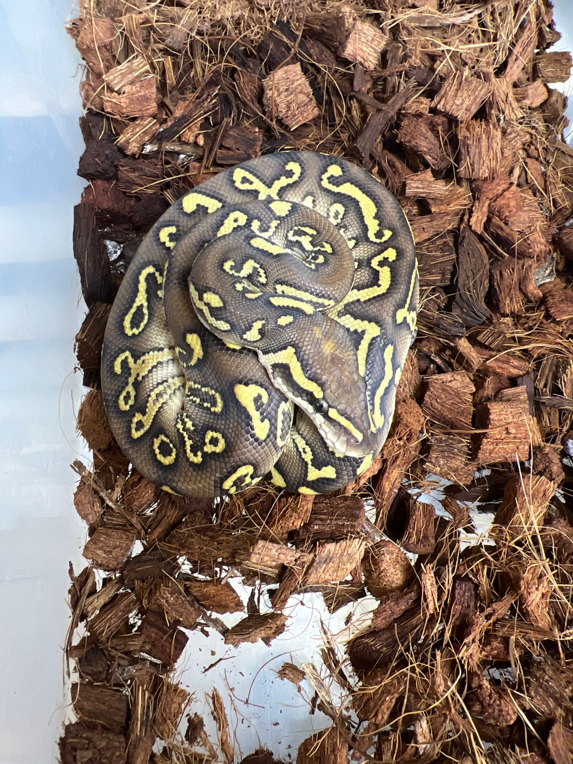 Butter Hurricane Leopard Poss YB 100% Het Clown Ball Python by Caged ...