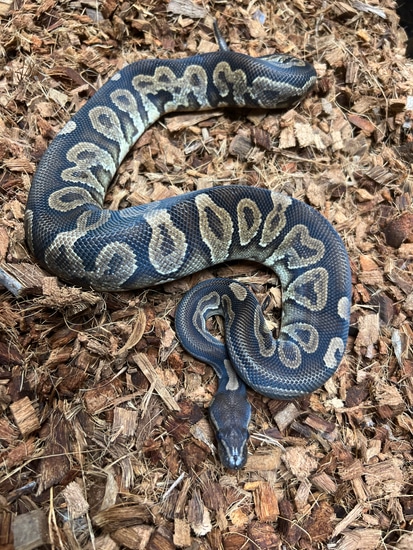 Black Pastel Calico 50% Ph Hypo Ball Python by Caged Constrictors