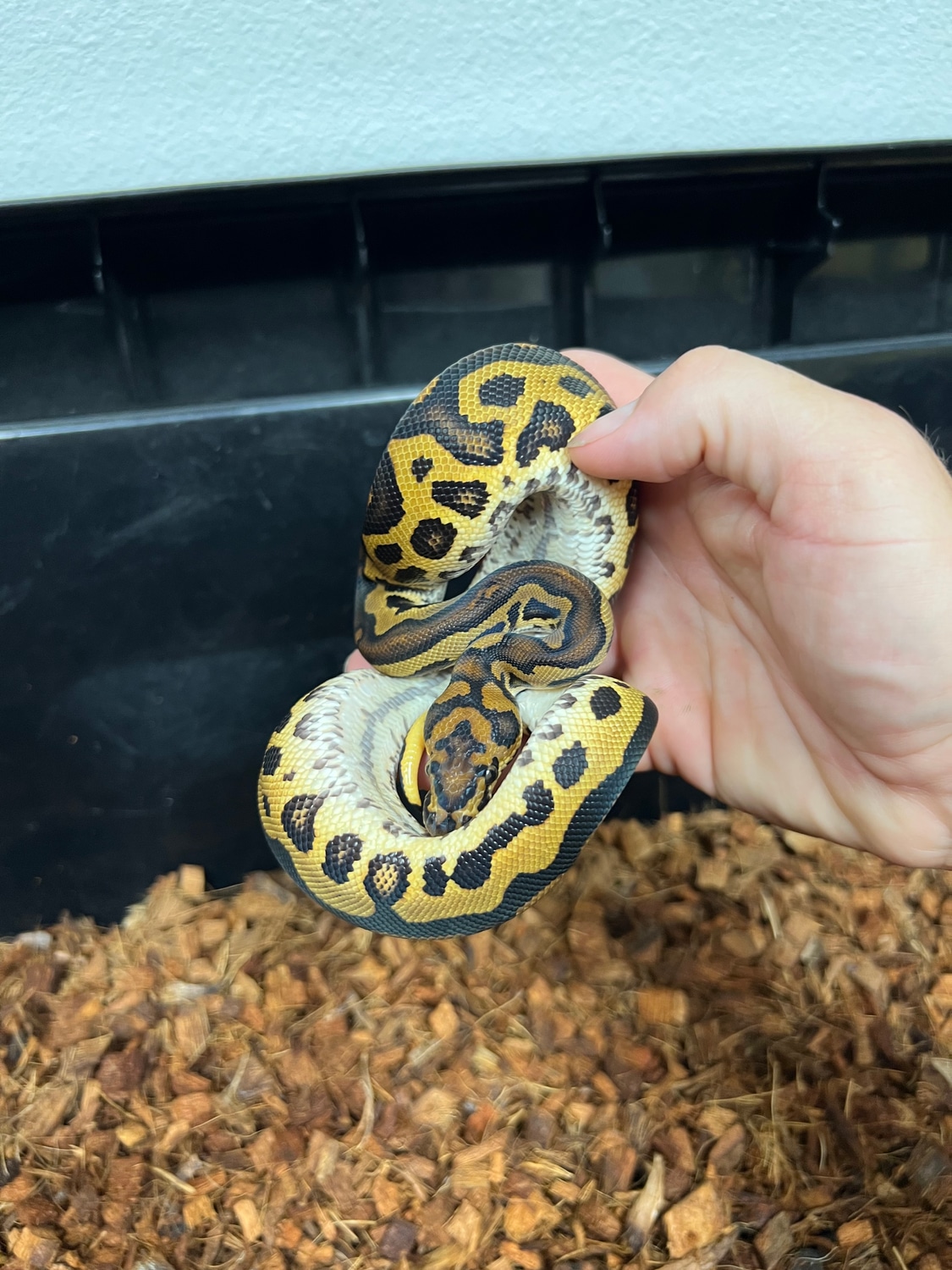 Hurricane Leopard Poss Yellow Belly Clown Ball Python by Caged Constrictors - MorphMarket