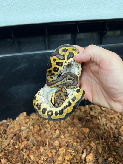 Hurricane Leopard Poss Yellow Belly Clown Ball Python by Caged Constrictors