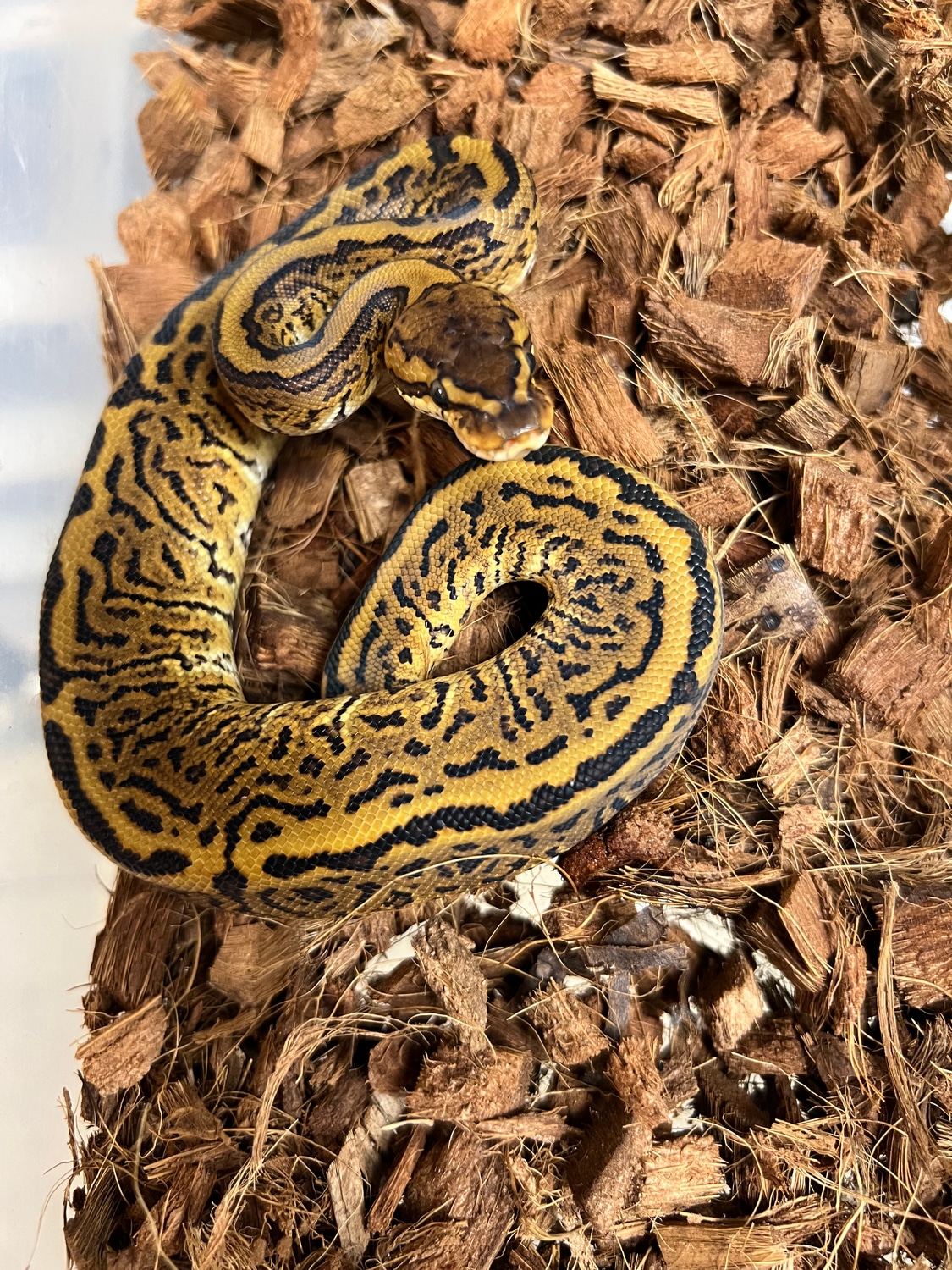 Hurricane Leopard Pinstripe Het Clown Ball Python by Caged Constrictors ...