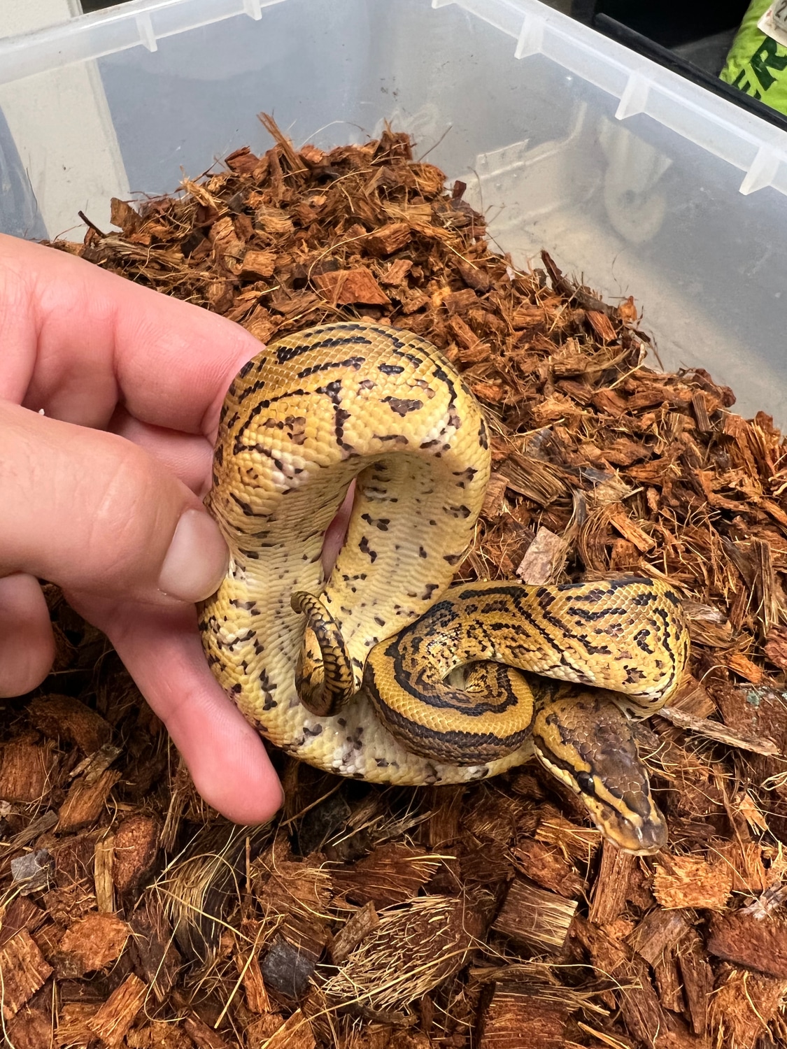 Hurricane Leopard Pinstripe Het Clown Ball Python by Caged Constrictors ...