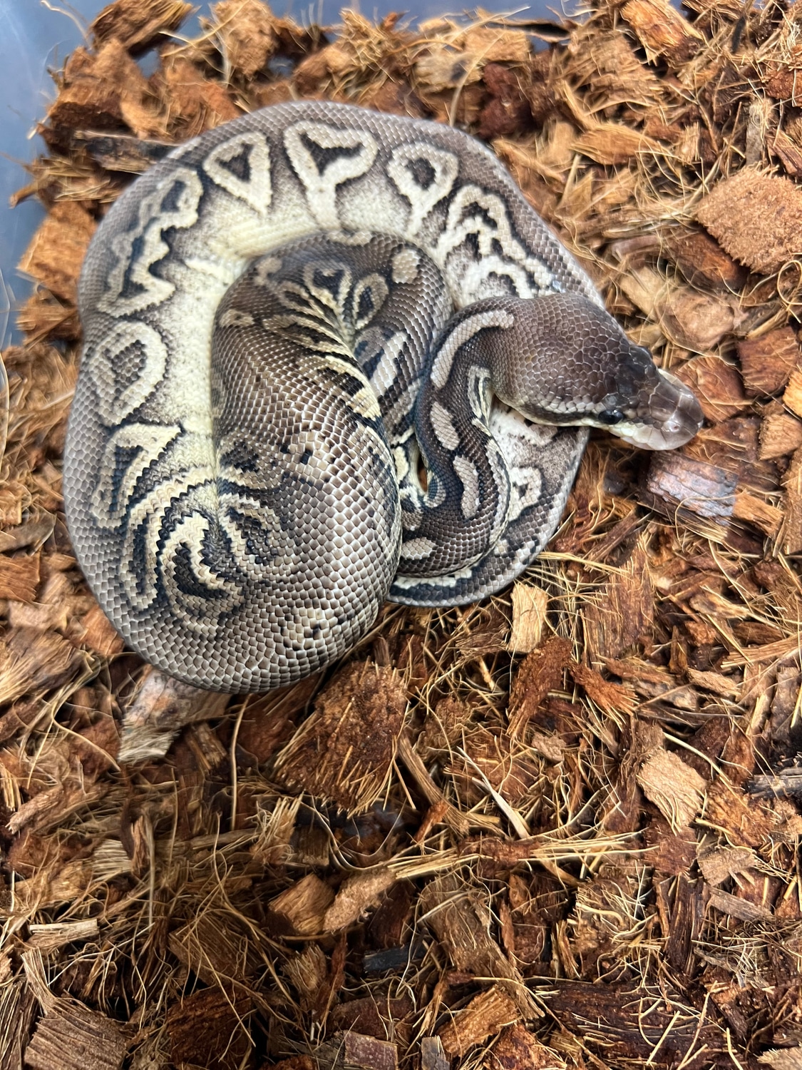 Black Pewter Ball Python by Caged Constrictors - MorphMarket