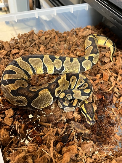 Enchi 66%Poss Het Pied Ball Python by Caged Constrictors