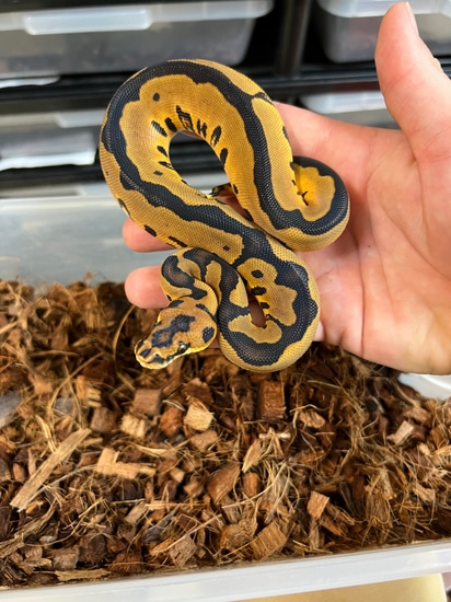 Leopard Clown Ball Python by Caged Constrictors