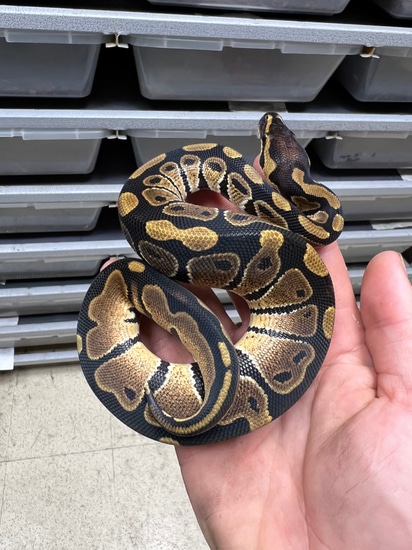 66% Het Monarch Ball Python by Caged Constrictors