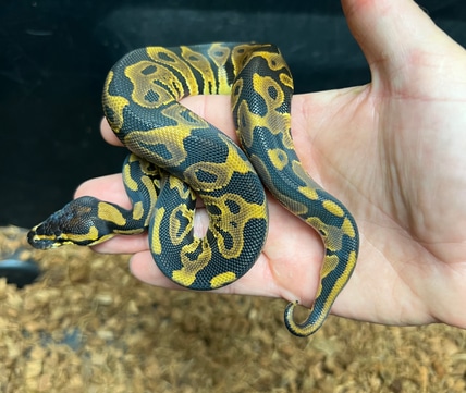 Hurricane Leopard Butter 66% Het Clown Ball Python by Caged ...