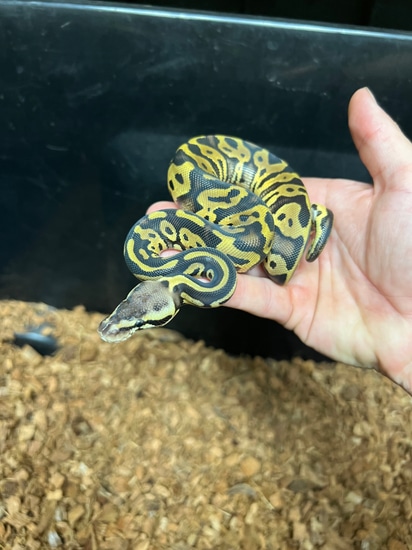 Leopard Pastel 66% Poss Het Clown Ball Python by Caged Constrictors
