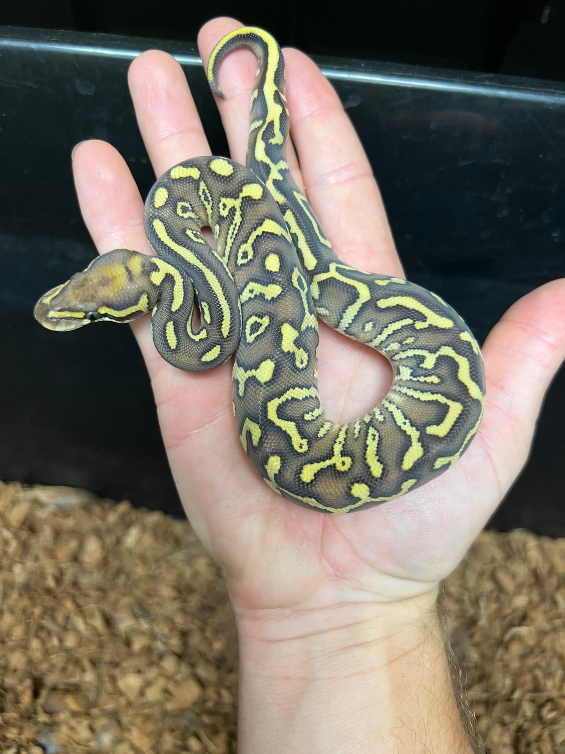 Hurricane Leopard Butter 66% Het Clown Ball Python by Caged ...