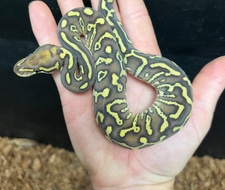 Hurricane Leopard Butter 66% Het Clown Ball Python by Caged ...