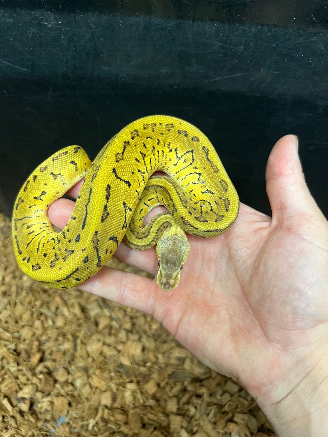 Leopard Pastel Pinstripe 66% Het Clown Ball Python by Caged ...