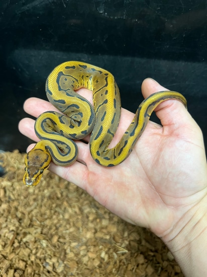 Leopard Pinstripe 66% Het Clown Ball Python by Caged Constrictors