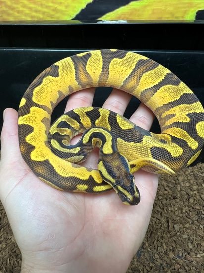 Orange Dream Yellow Belly/Asphalt Enchi 66% Het Pied Ball Python by ...