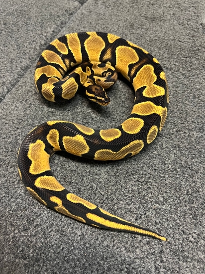Orange Dream 66% Het Pied Ball Python by Caged Constrictors