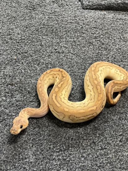 Black Pastel Butter Clown Ball Python by Caged Constrictors