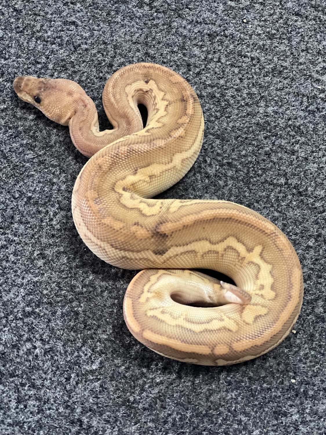 Paradox Black Pastel Butter Clown Ball Python by Caged Constrictors - MorphMarket