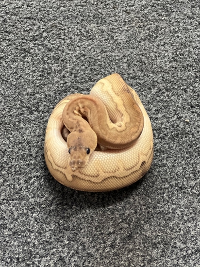 Paradox Black Pastel Butter Clown Ball Python by Caged Constrictors