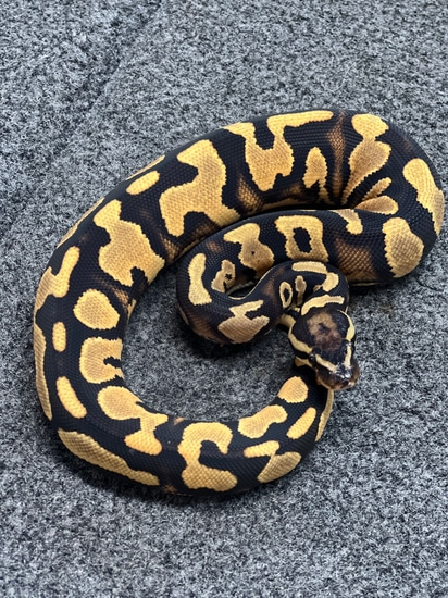Orange Dream Yellowbelly/Asphalt Het Pied Ball Python by Caged Constrictors