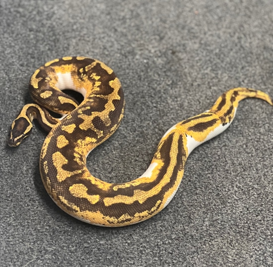 Enchi YB/Asphalt Pied Ball Python by Caged Constrictors