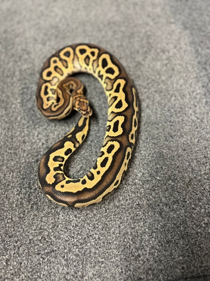 Hurricane Leopard Possible Yellow Belly Clown Ball Python by Caged Constrictors