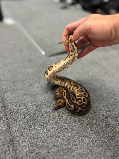 Hurricane Poss Super Leopard Poss Yellowbelly Clown Ball Python by Caged Constrictors