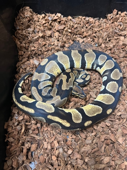 Orange Dream 66% Poss Het Pied Ball Python by Caged Constrictors
