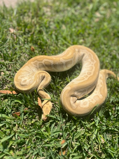Hurricane Leopard Butter Clown Ball Python by Caged Constrictors