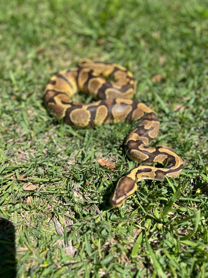 Yellowbelly/Asphalt Enchi 66% Poss Het Pied 1283 G Ball Python by Caged Constrictors