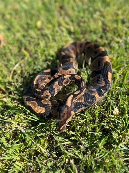 Leopard 66% Poss Het Clown Ball Python by Caged Constrictors