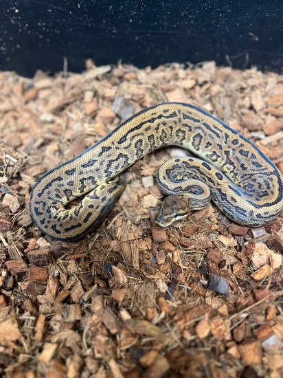 Hurricane Possible Super Leopard Pinstripe Het Clown Possible Yellowbelly Ball Python by Caged ...