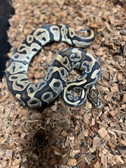 Leopard 66% Poss Het Clown Ball Python by Caged Constrictors