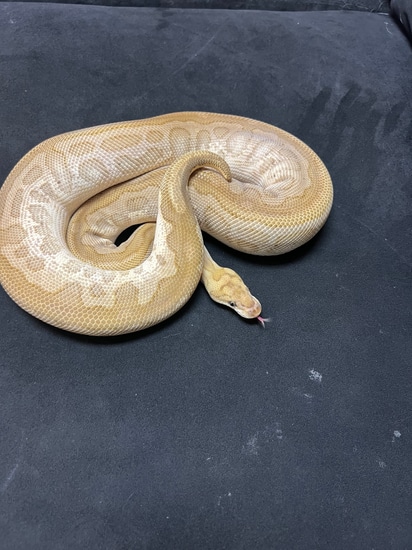 Hurricane Leopard Butter Clown Ball Python by Caged Constrictors