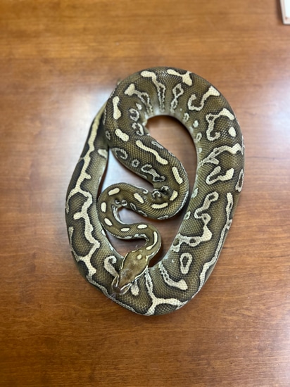 Hurricane Butter Leopard 100% Het Clown Ball Python by Caged Constrictors
