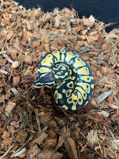 Pastel 66% Possible Het Monarch Ball Python by Caged Constrictors
