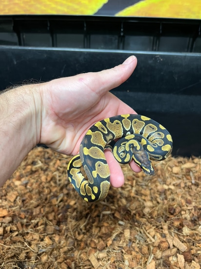 66% Possible Het Monarch Ball Python by Caged Constrictors