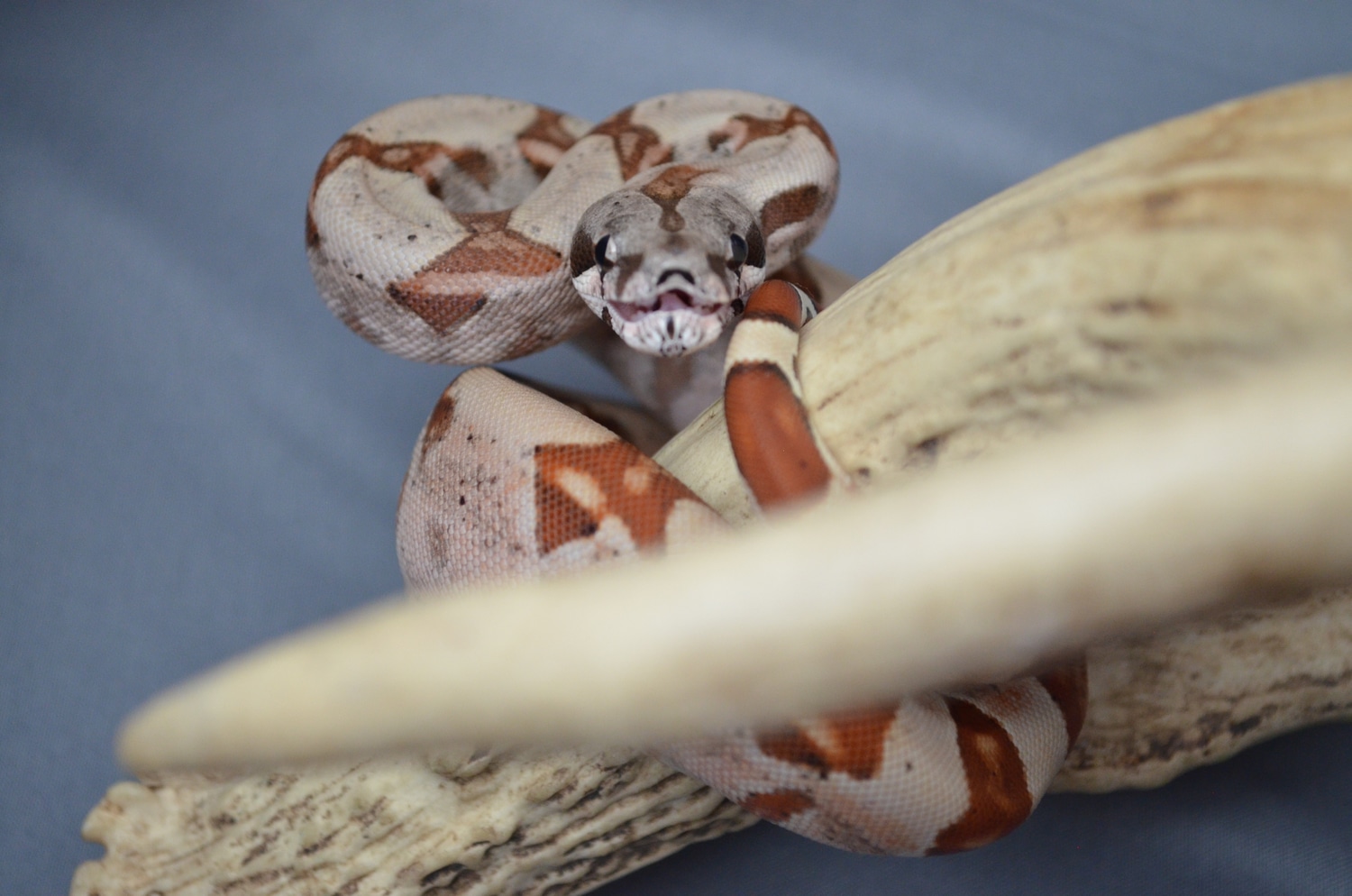 Hypo Het. Kahl Albino Boa Constrictor by Caine's Constrictors - MorphMarket
