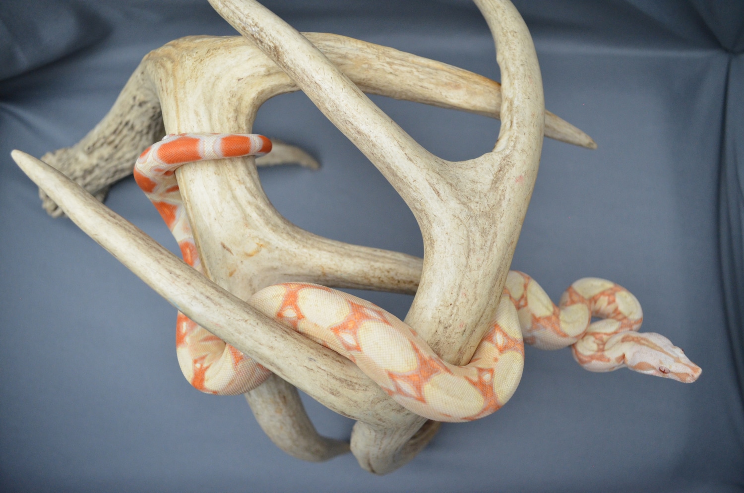 Kahl Albino Boa Constrictor by Caine's Constrictors - MorphMarket