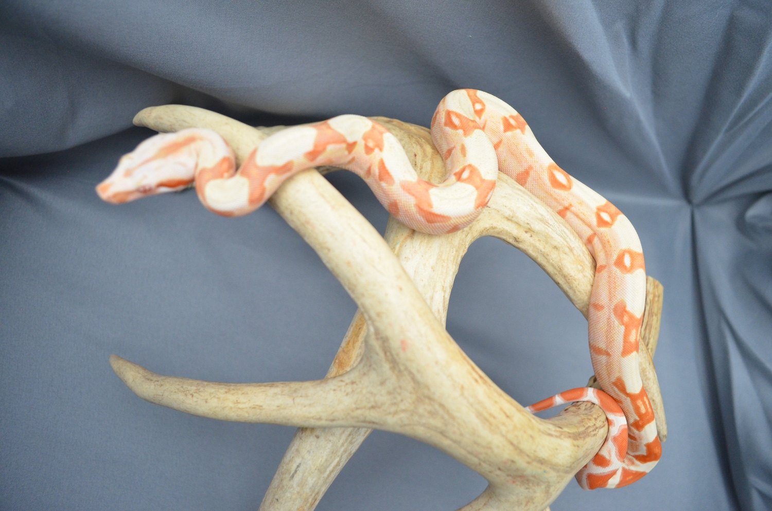 Kahl Sunglow Boa Constrictor by Caine's Constrictors - MorphMarket