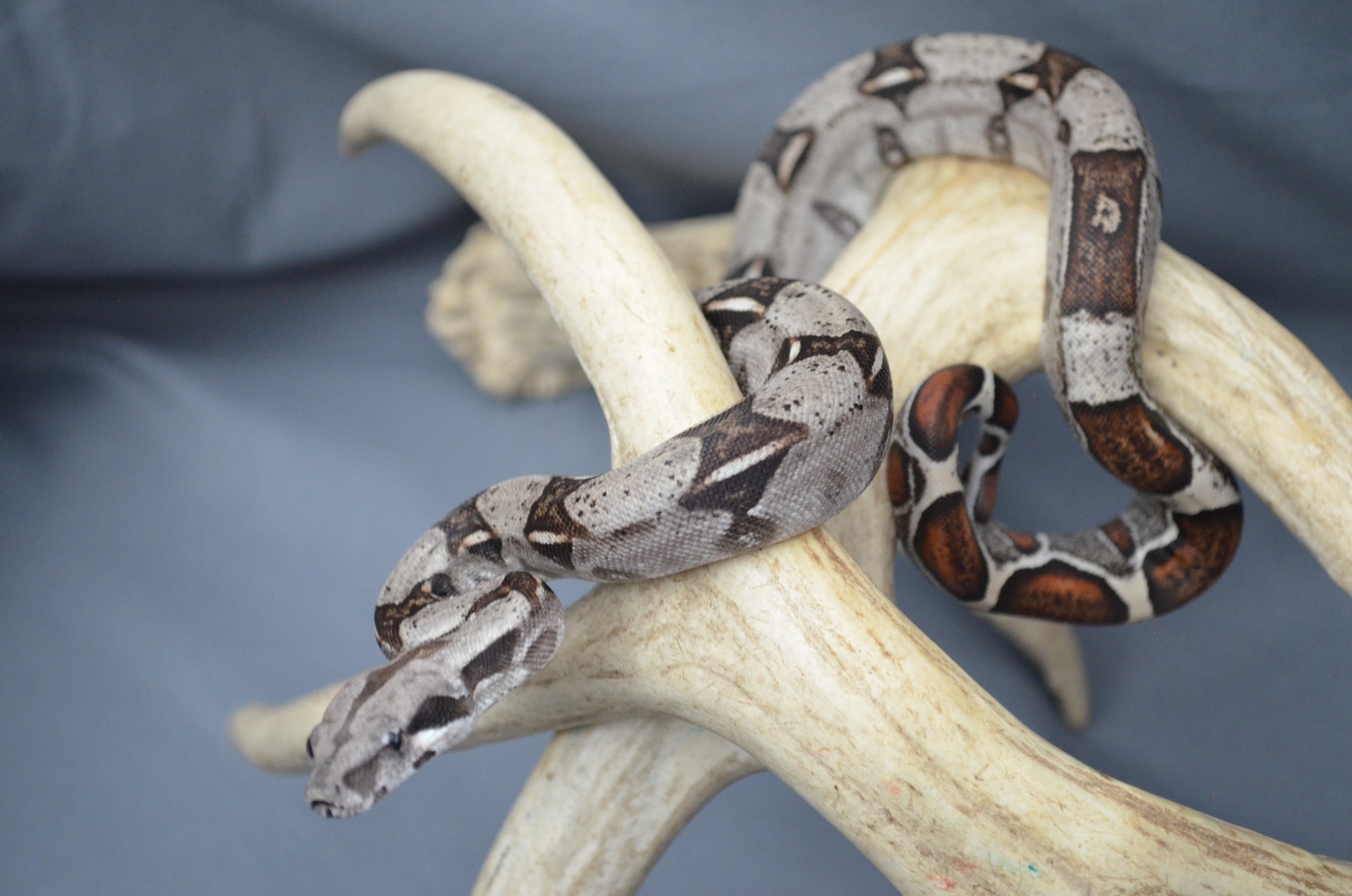 Normal Het. Kahl Albino Boa Constrictor by Caine's Constrictors ...