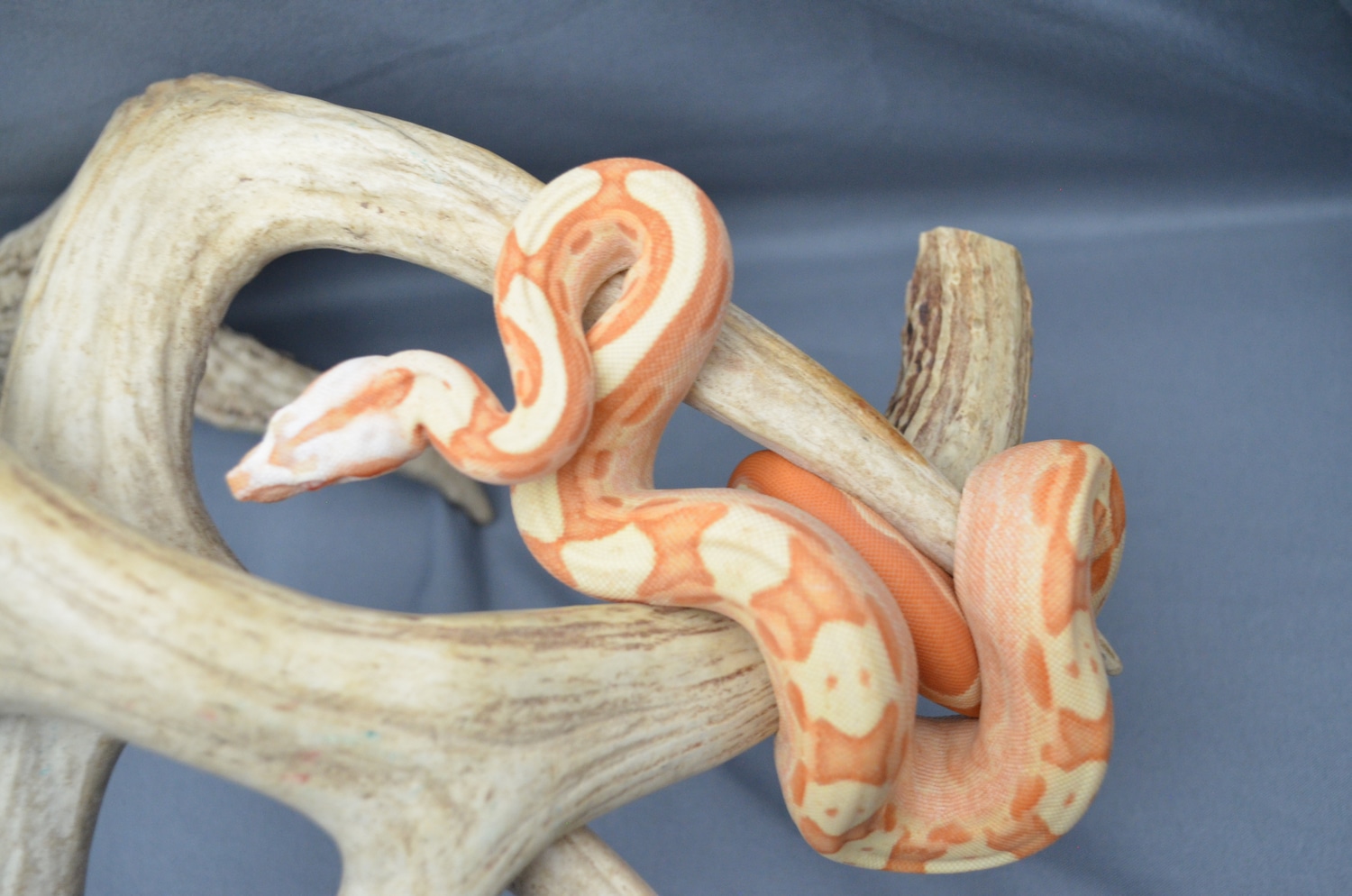 Sunglow Motley Boa Constrictor by Caine's Constrictors - MorphMarket