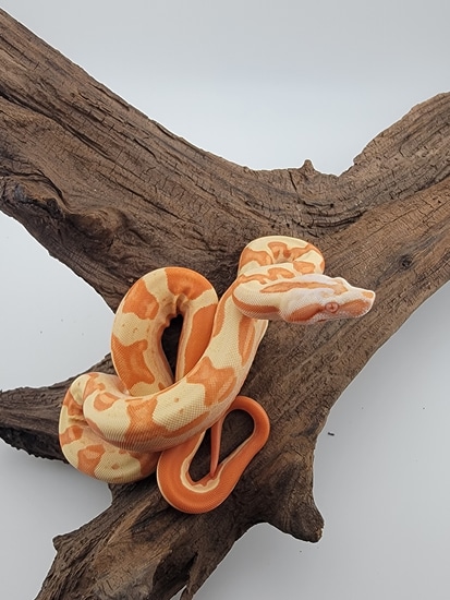 Kahl Sunglow Motley Boa Constrictor by Caine's Constrictors