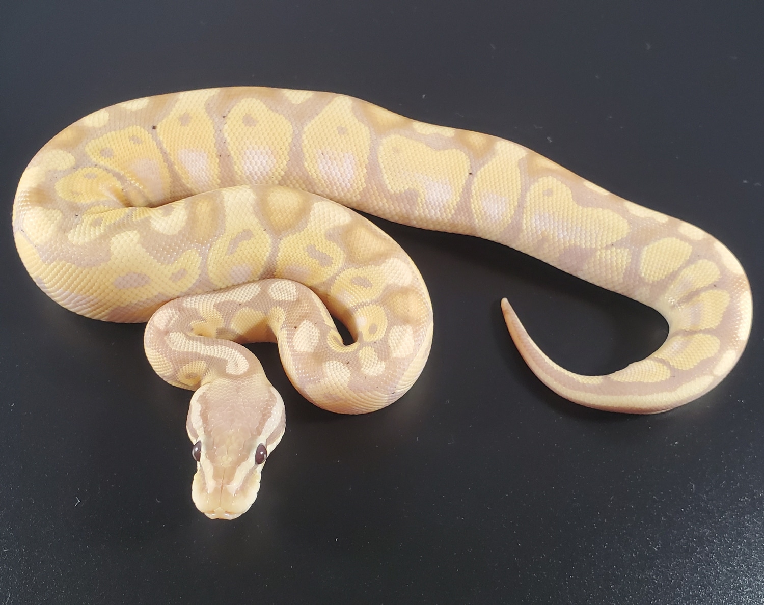 Pastel Banana Ball Python by Cairns Constrictors - MorphMarket