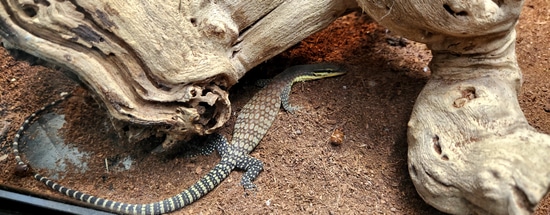 Kimberly Rock Monitors Other Monitor by Cajunbait2000