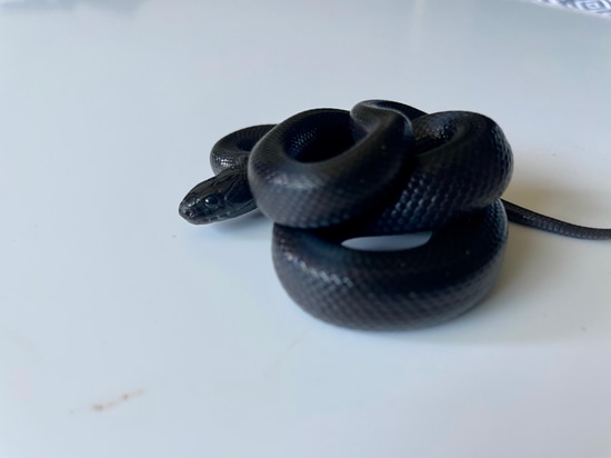 2024 Male MBK Baby Mexican Black Kingsnake by Calavera Colubrids