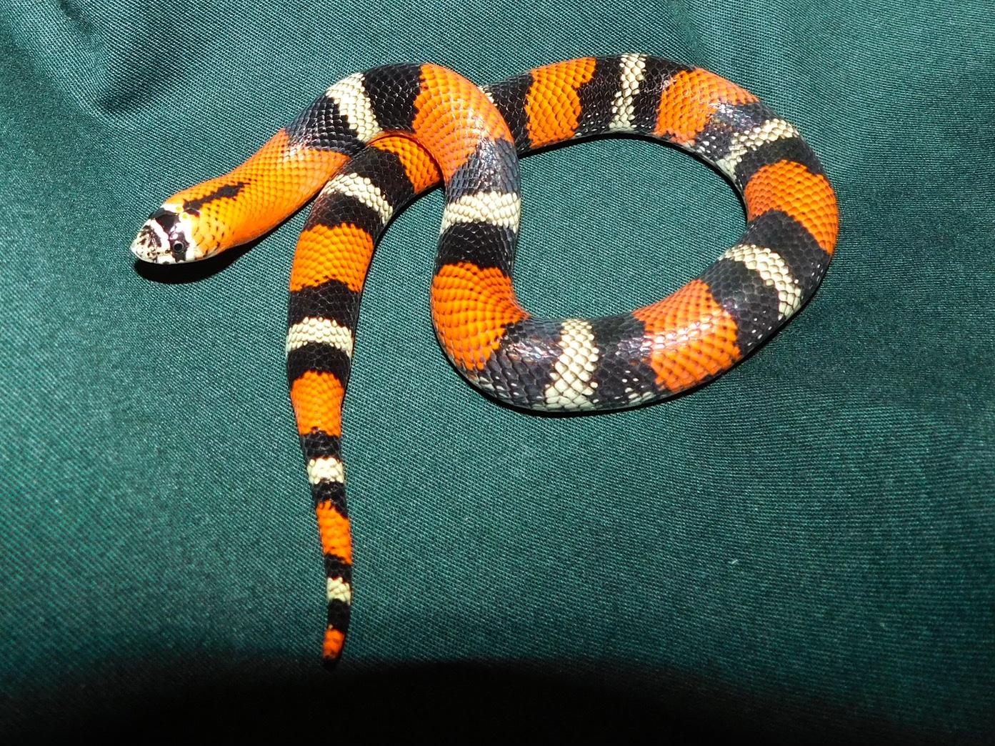 $250 Shipped Tri-color Hognose by Calaveras Turtles & Snakes - MorphMarket