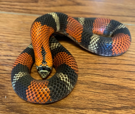 $250 Shipped Tri-Color Hognose by Calaveras Turtles & Snakes