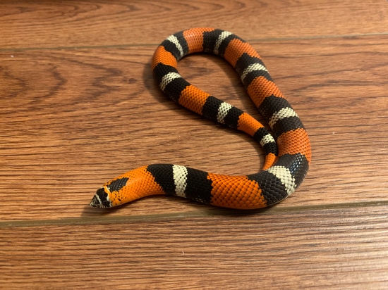 60 Gram Male $250 Tri-Color Hognose by Calaveras Turtles & Snakes