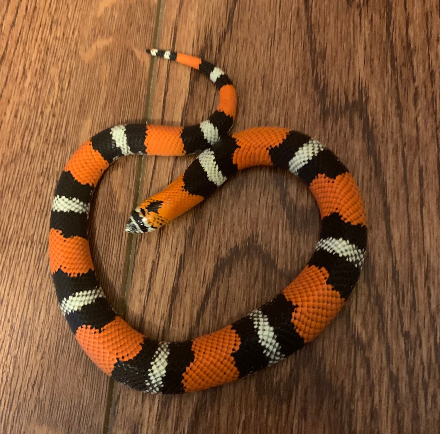 2022 Male Tri-color Hognose by Calaveras Turtles & Snakes - MorphMarket