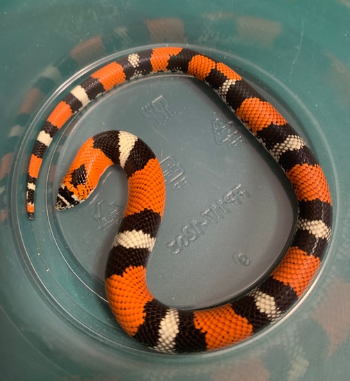 Tri Color Tri-Color Hognose by Calaveras Turtles & Snakes